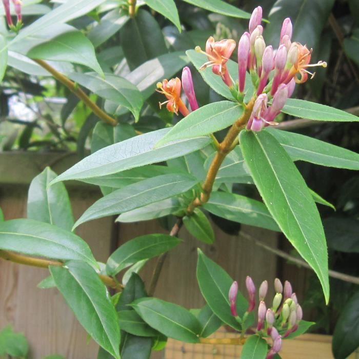 Chèvrefeuille de Henry Lonicera henryi Arbuste vivace à feuilles ...