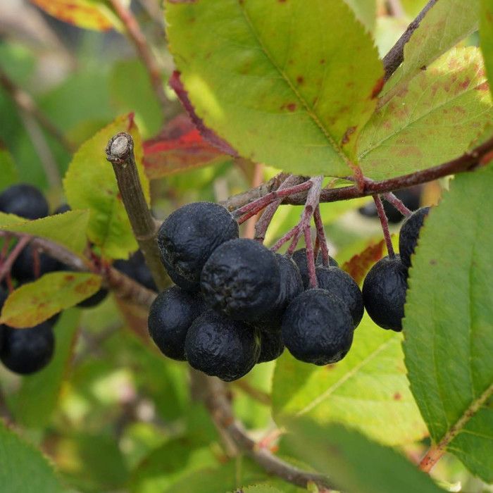 Aronie melanocarpa, Aronia à fruits noir - Cdiscount Jardin