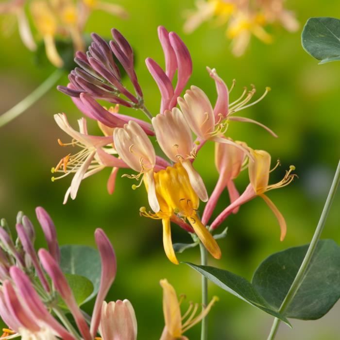 Chèvrefeuille de Henry Lonicera henryi Arbuste vivace à feuilles ...