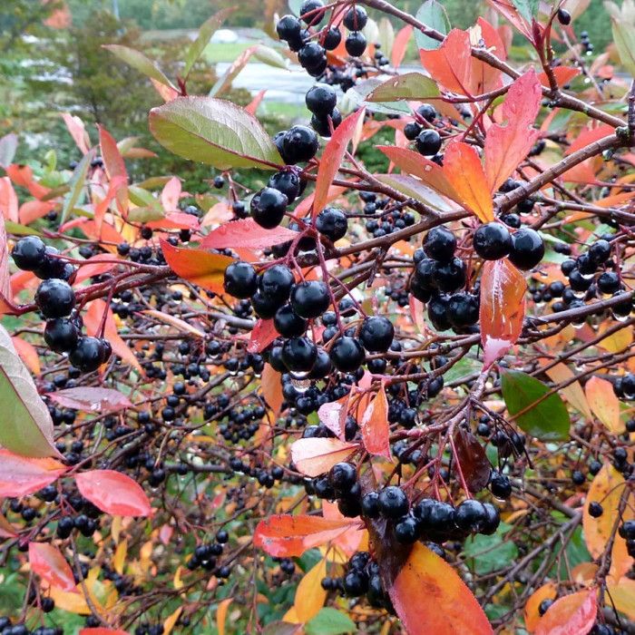 Aronie melanocarpa, Aronia à fruits noir - Cdiscount Jardin