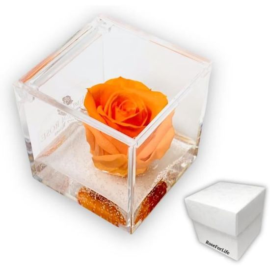 Premiumrose Rose Orange Stabilisé Et Parfumé 5 Cm Véritable Rose ...