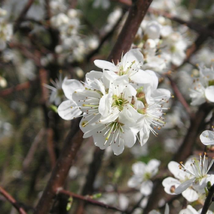 Prunier myrobolan (Prunus cerasifera-myrobolana) Jeune plant en godet ...