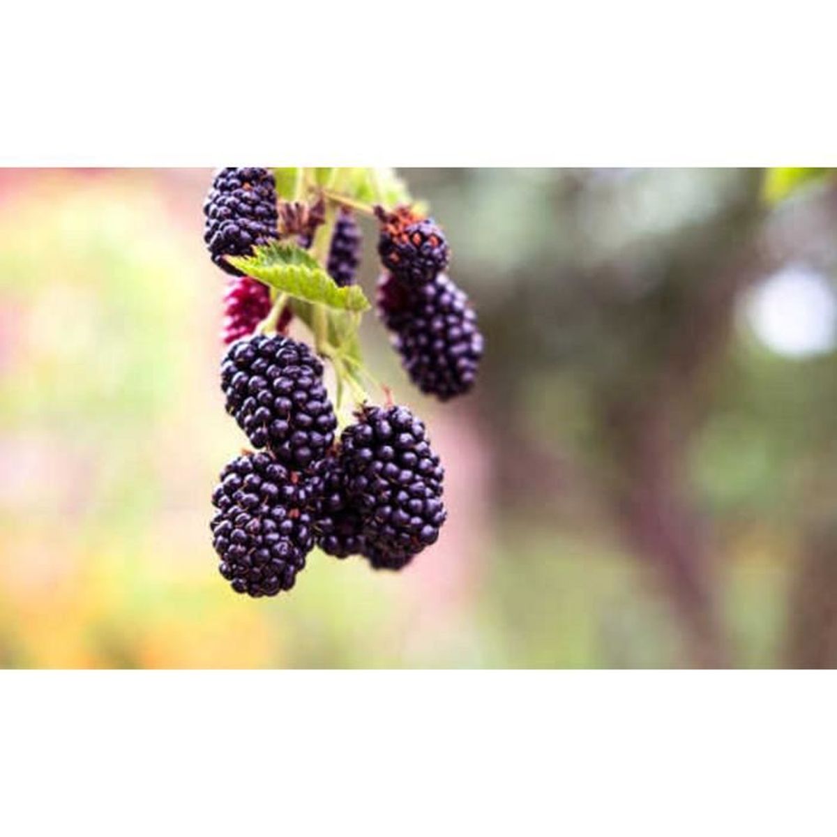 100 Graines de Mûre Sauvage -plante fruit rouge ronce jardin méthode ...