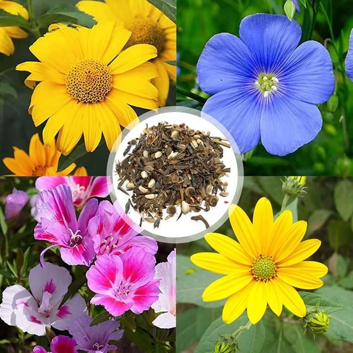 Lot de 10 000 graines de fleurs sauvages sans OGM, aromates colorés ...
