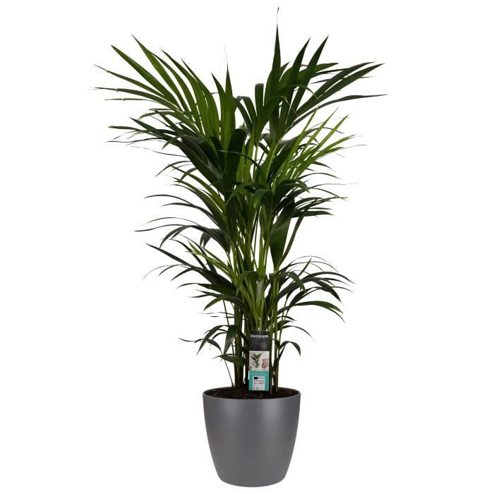 Plante d'intérieur – Palmier Kentia en pot de fleur anthracite comme un ...