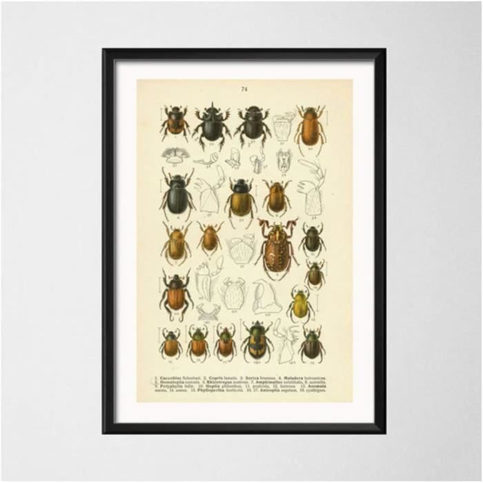Toile Peinture Vintage Style Affiche Insecte spécimen Peinture de Toile ...