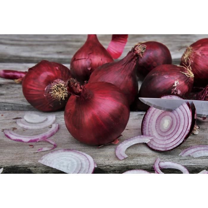 Lot de 250 Graines de OIGNON ROUGE DE BRUNSWICK - Cdiscount Jardin