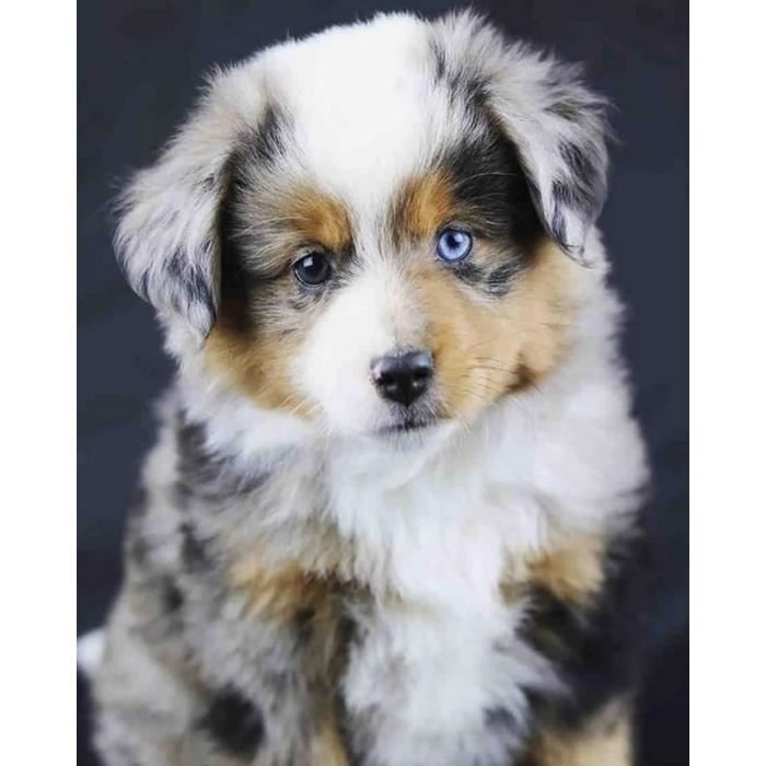 5D Diamond Painting Berger Australien Diy Diamant Painting Kit Complet ...