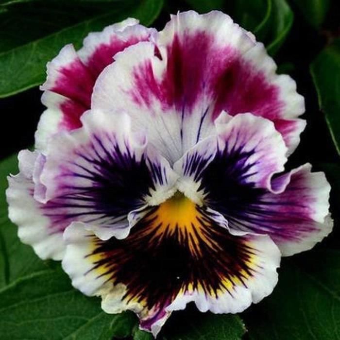 100 pièces Graines de fleur de pensée parfumée Mélanger la couleur en ...