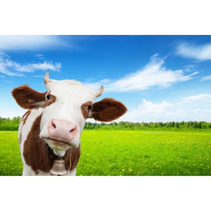 Affiche poster Vache prairie - dimensions:29,7 x 42 cm (A3) - Cdiscount ...