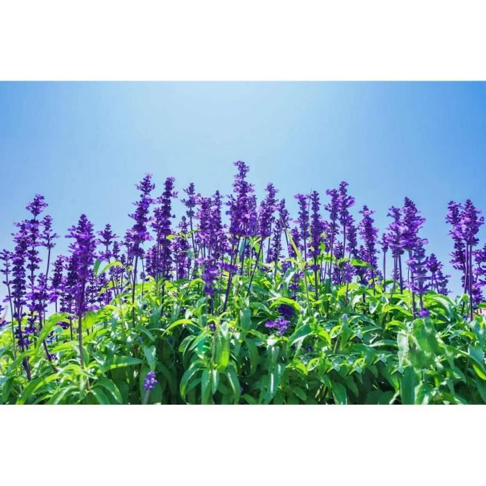 2000 graines, graines de sauge"Sapphire Blue" (Salvia farinacea) A356 ...