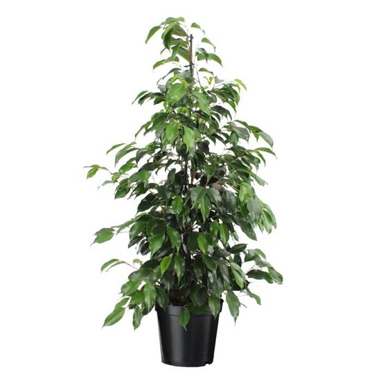 Ficus benjamina 'Danielle' - Plante d'appartement - Pot 21cm - Hauteur ...