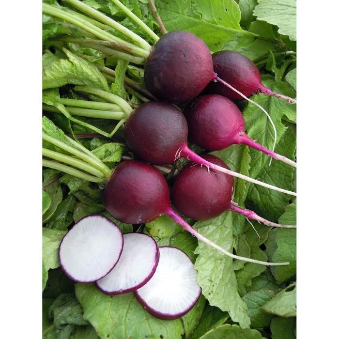 300 Graines de Radis Rond Violet - légumes ancien - semences paysannes ...