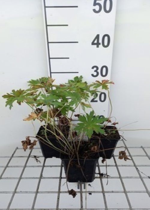 Geranium pratense 'Splish Splash' - Plante Géranium vivace en pot 9 x 9 ...