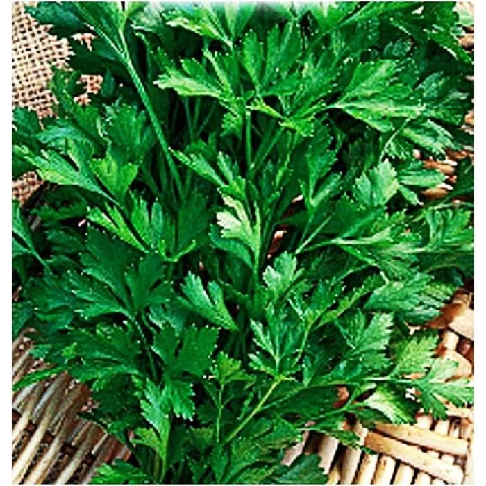 Graines De Persil Commun 2 - Légumes - Petroselinum Crispum - Environ ...