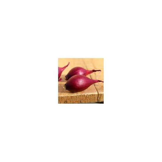 Plants Oignon 14/21 Red Karmen à Repiquer 250G - Cdiscount Jardin