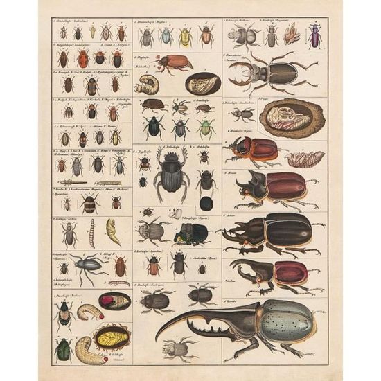 Poster Vintage Imprimé Insectes Collection Tableau De Référence ...