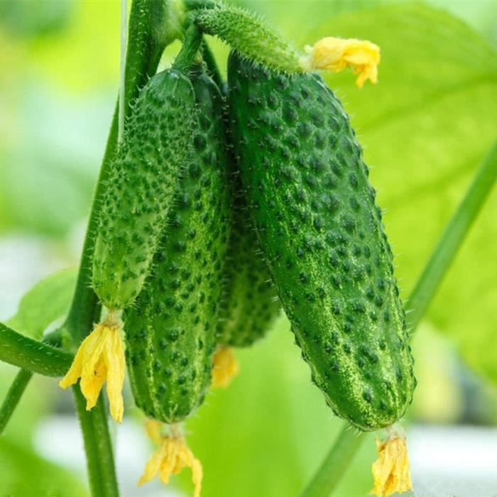200 Pièces Graines De Concombre Mini Fruit Concombre Vert Vigne ...
