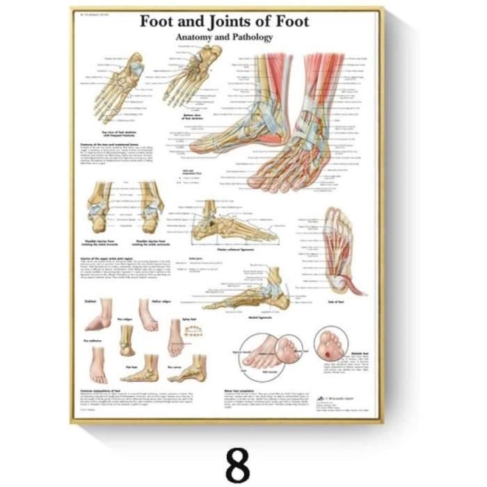 Tableau Decoration Murale Salon,Anatomie Humaine Muscles Système Art ...