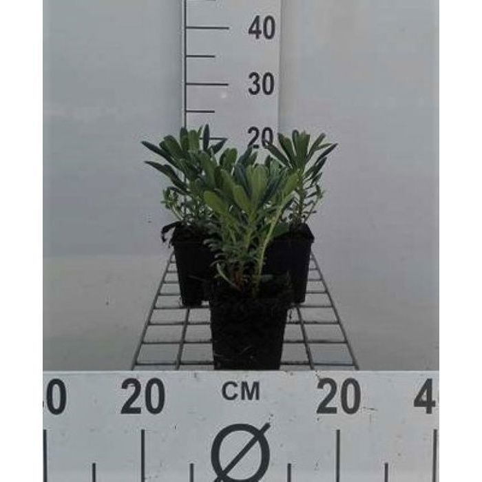 Euphorbia characias - Euphorbe vivace en pot 9x9 cm, fleurs jaune ...