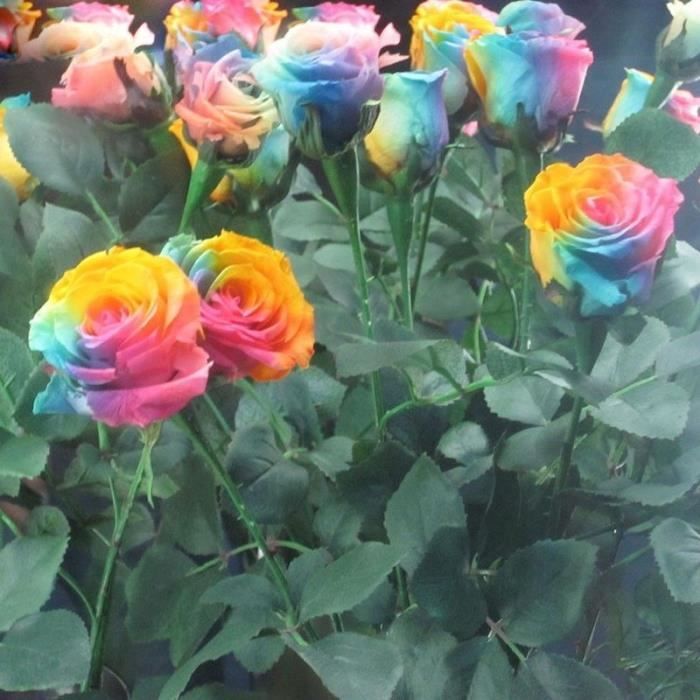 Vip2store® 50 Graines de Rose Multicolore/3 - Cdiscount Jardin