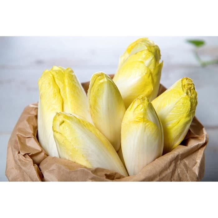 Lot de 500 Graines de Chicoree Witloof - variété produisant des endives ...