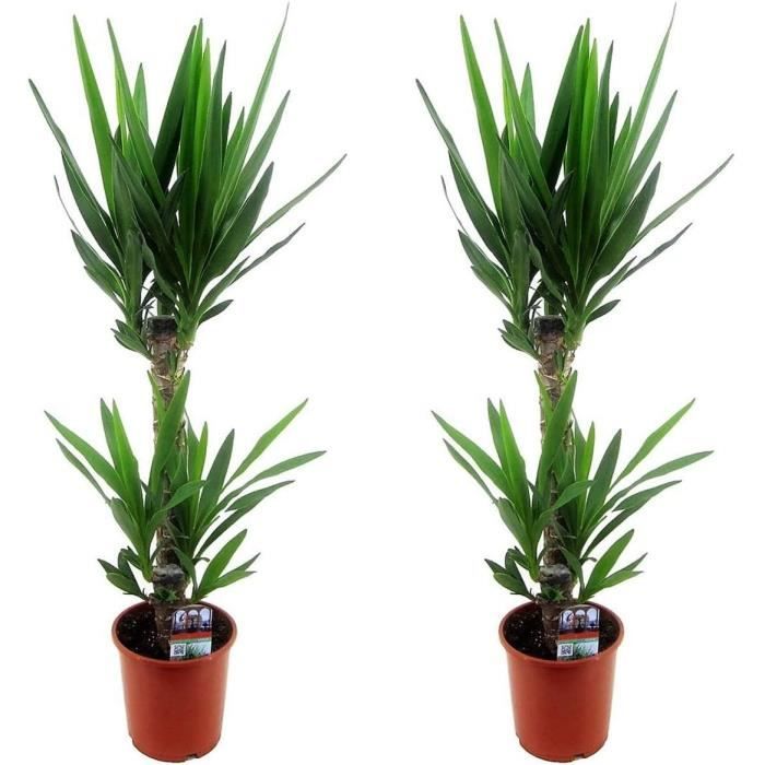 Set De 2 Yucca Elephantipes - Plante D'Intérieur - Pot 17Cm - Hauteur ...