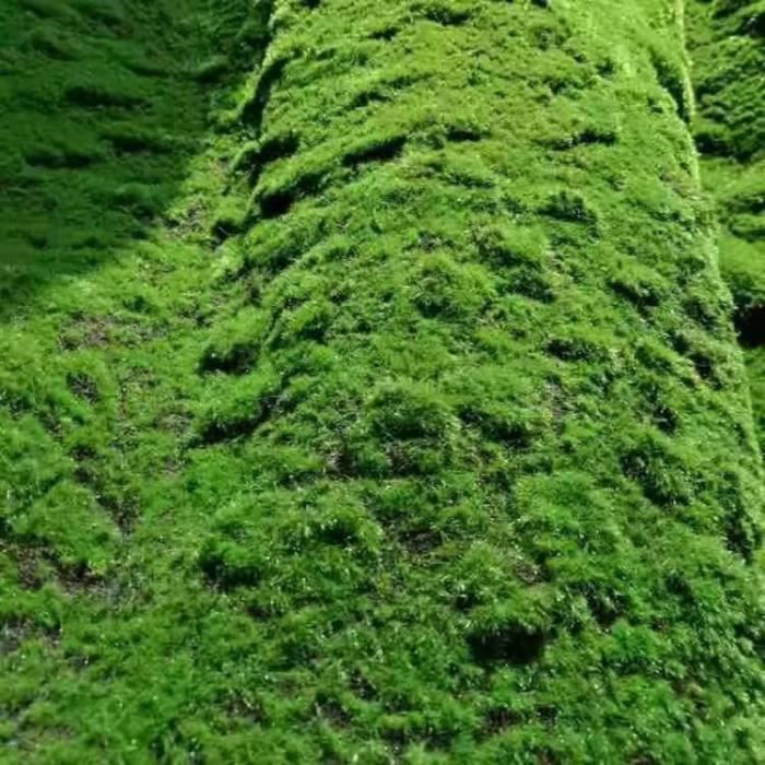 Gazon Artificiel Faux Mousse Tapis D'Herbe De Décor Mur Vegetal Flocage ...