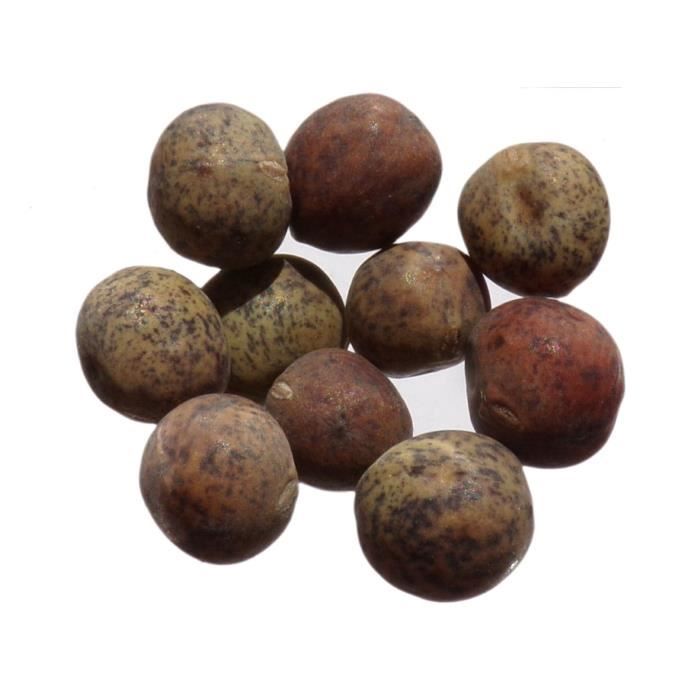 Pois Fourrager - 15 grammes - Pisum Sativum L. - Pea - ( Engrais Vert ...