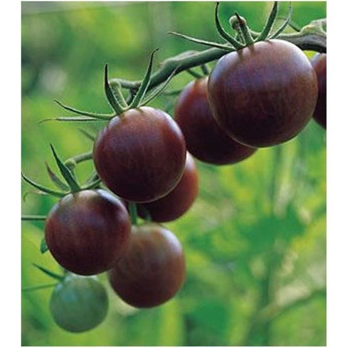 Tomate Cherry Brown Berry - Tomate Cerise Brun - 10 Graines[u1260 ...