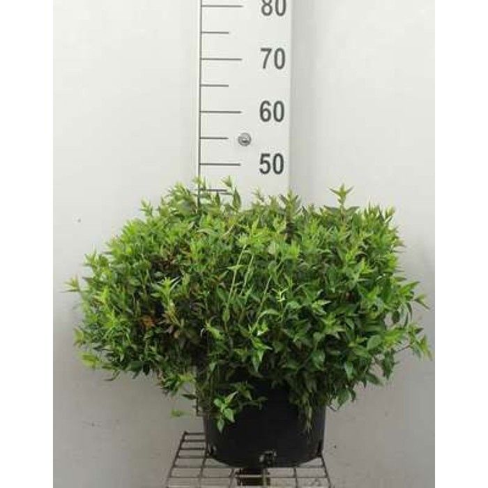 Abelia grand. 'Prostrata' - Abélie Grandiflora 'Prostata', Abélie ...