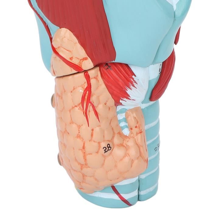 BOJ® Modèle de gorge humaine agrandie 2X Modèle d'enseignement de la ...