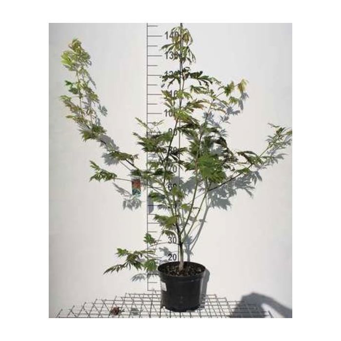 Acer jap. 'Aconitifolium' - Erable Nain Du Japon, Erable À Feuilles D ...