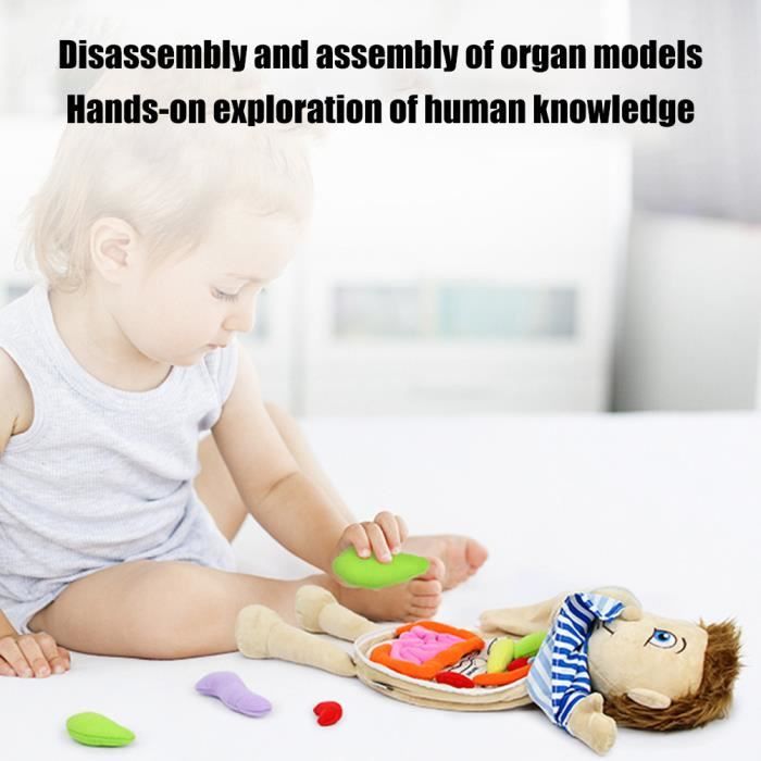 Jouet Anatomie Corps Humain Organes Modèle Enfant - DRFEIFY - DIY - 3D ...