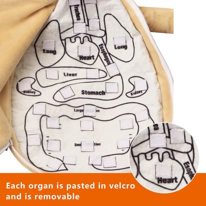 Jouet Anatomie Corps Humain Organes Modèle Enfant - DRFEIFY - DIY - 3D ...