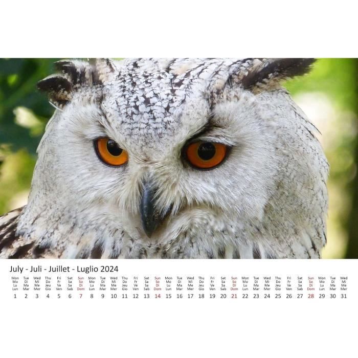 Calendrier Mural 2024 Hiboux - Format A3 - Calendrier Pour Oiseaux ...