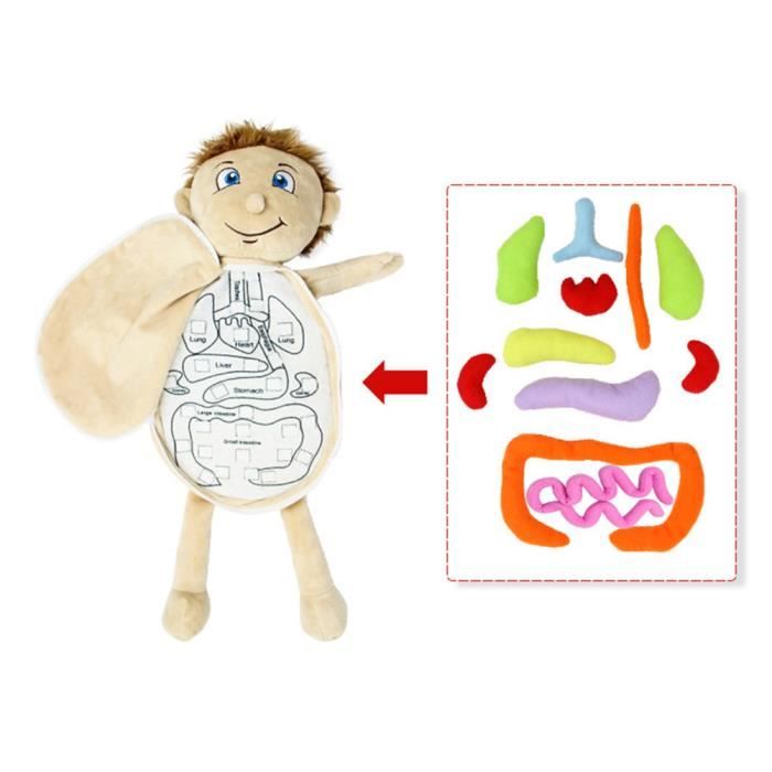 Jouet Anatomie Corps Humain Organes Modèle Enfant - DRFEIFY - DIY - 3D ...