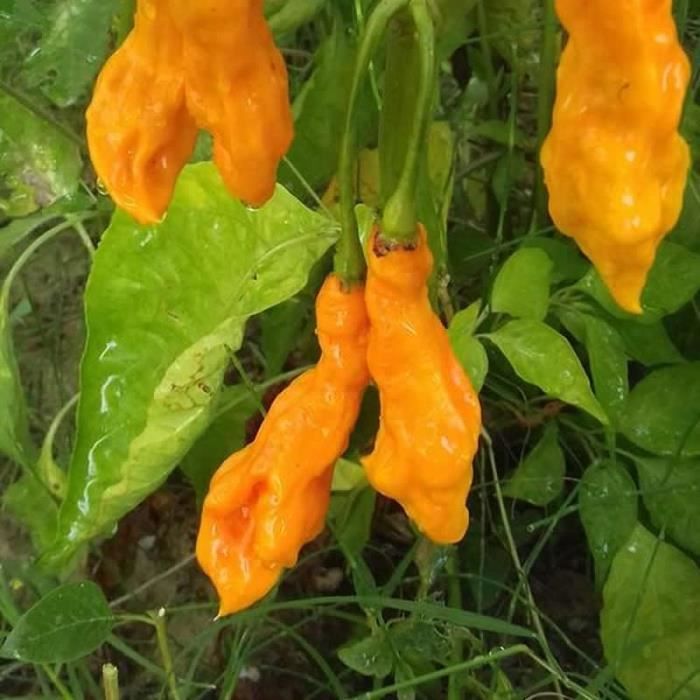 Scotch Bonnet Jamaican Long, 10 Graines, Capsicum Chinense (183)[q3255 ...