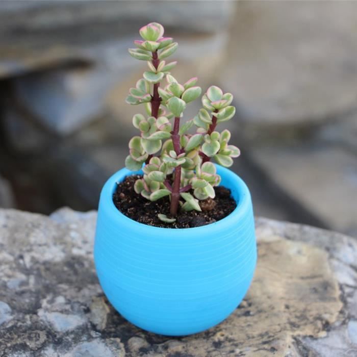 ESTINK Pot de Fleurs Succulent en Plastique avec Trou de Drainage pour ...