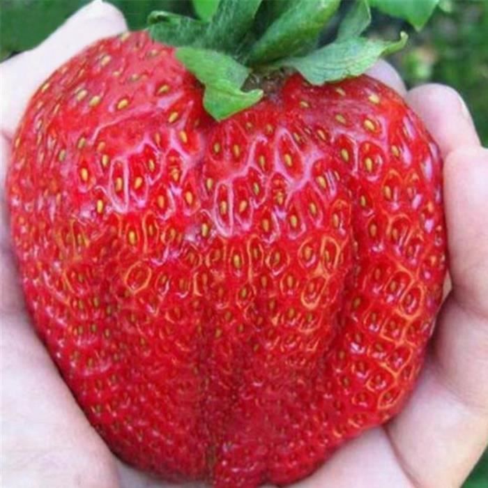 200 pièces / sac graines de fraises géantes non-OGM bonsaï maison ...