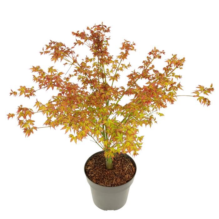 Érable du Japon - Acer palmatum 'Little Princess' - Hauteur 45-55cm ...
