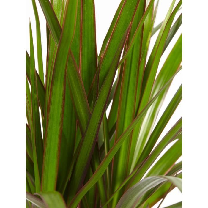 Dracaena Marginata | Arbre de dragon | Plante verte | Plante d ...