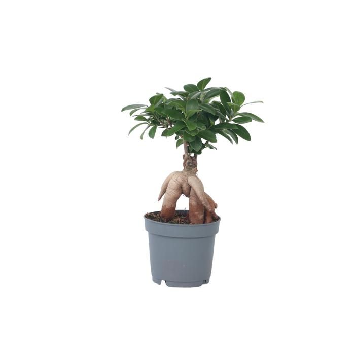 Bonsaï - Ficus microcarpa - Hauteur 30-40cm - d12cm - Cdiscount Jardin