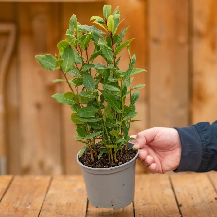 Laurus Nobilis Laurier Vrai Plante Aromatique Buissonnante à Feuilles ...