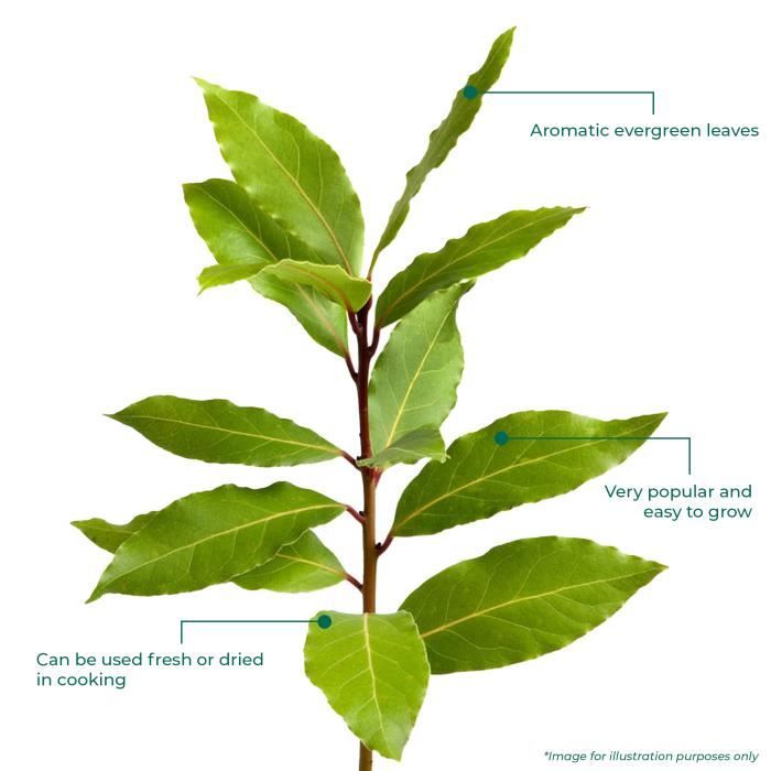 Laurus Nobilis Laurier Vrai Plante Aromatique Buissonnante à Feuilles ...