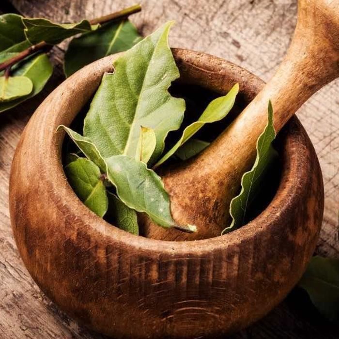 Laurus Nobilis Laurier Vrai Plante Aromatique Buissonnante à Feuilles ...