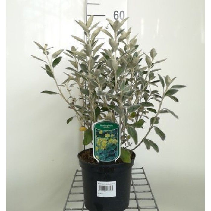 senecio greyi