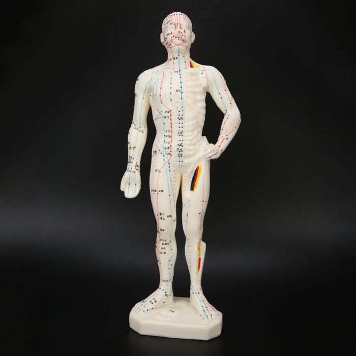 Modèle d'acupuncture professionnel en PVC - Drfeify - Point d ...