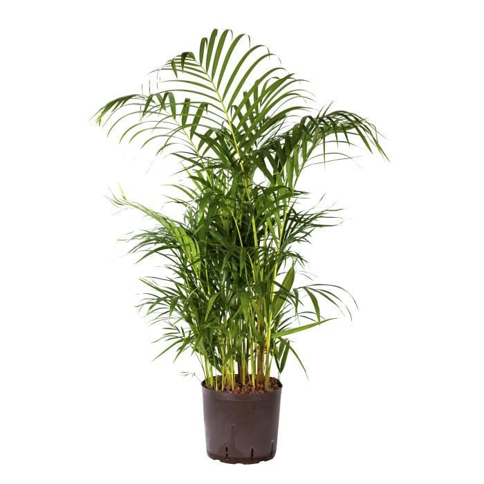 Plantes vertes d'intérieur en culture hydroponique de Botanicly ...