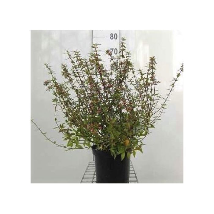 Abelia grand. 'Prostrata' - Abélie Grandiflora 'Prostata', Abélie ...